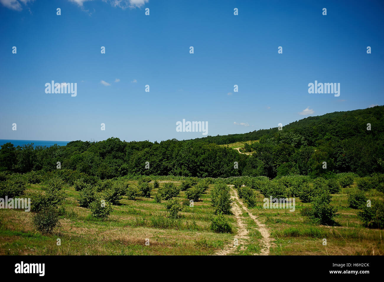 Walnut grove plantation hi-res stock photography and images - Alamy