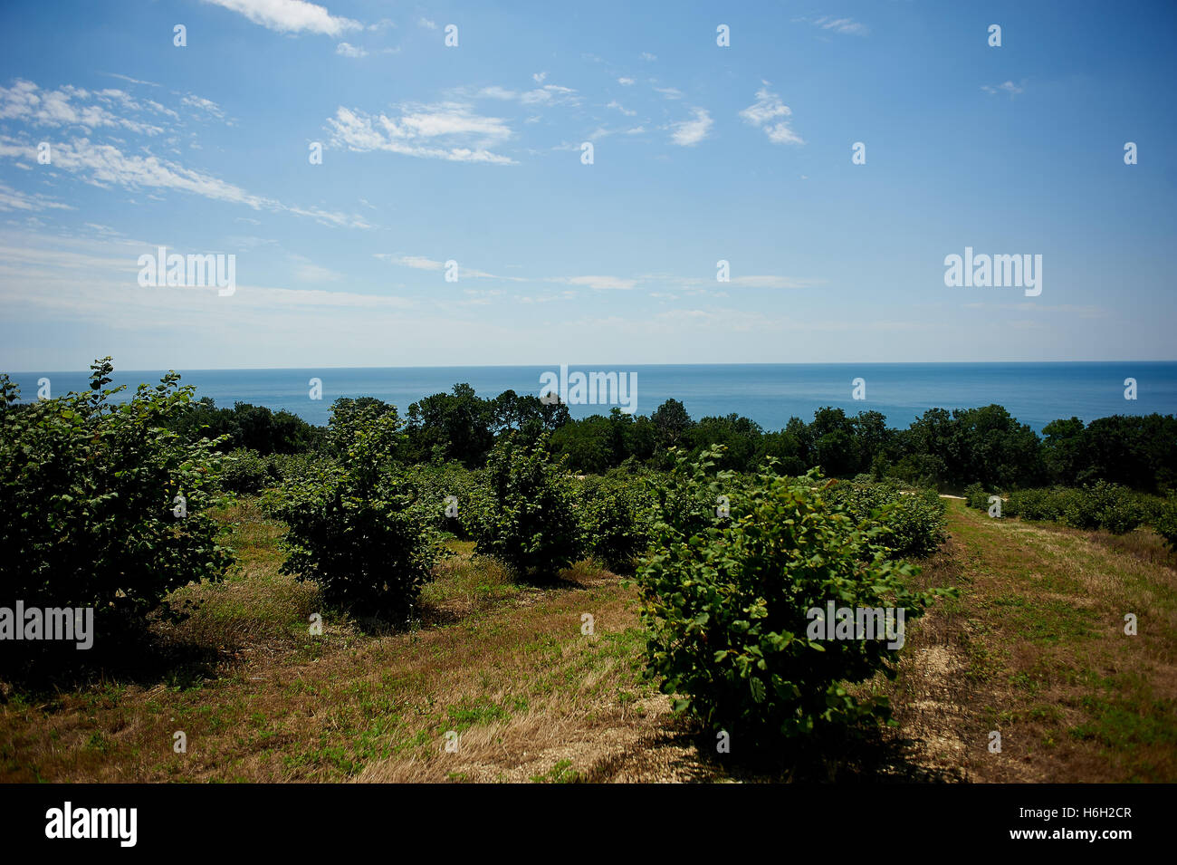 Walnut grove plantation hi-res stock photography and images - Alamy