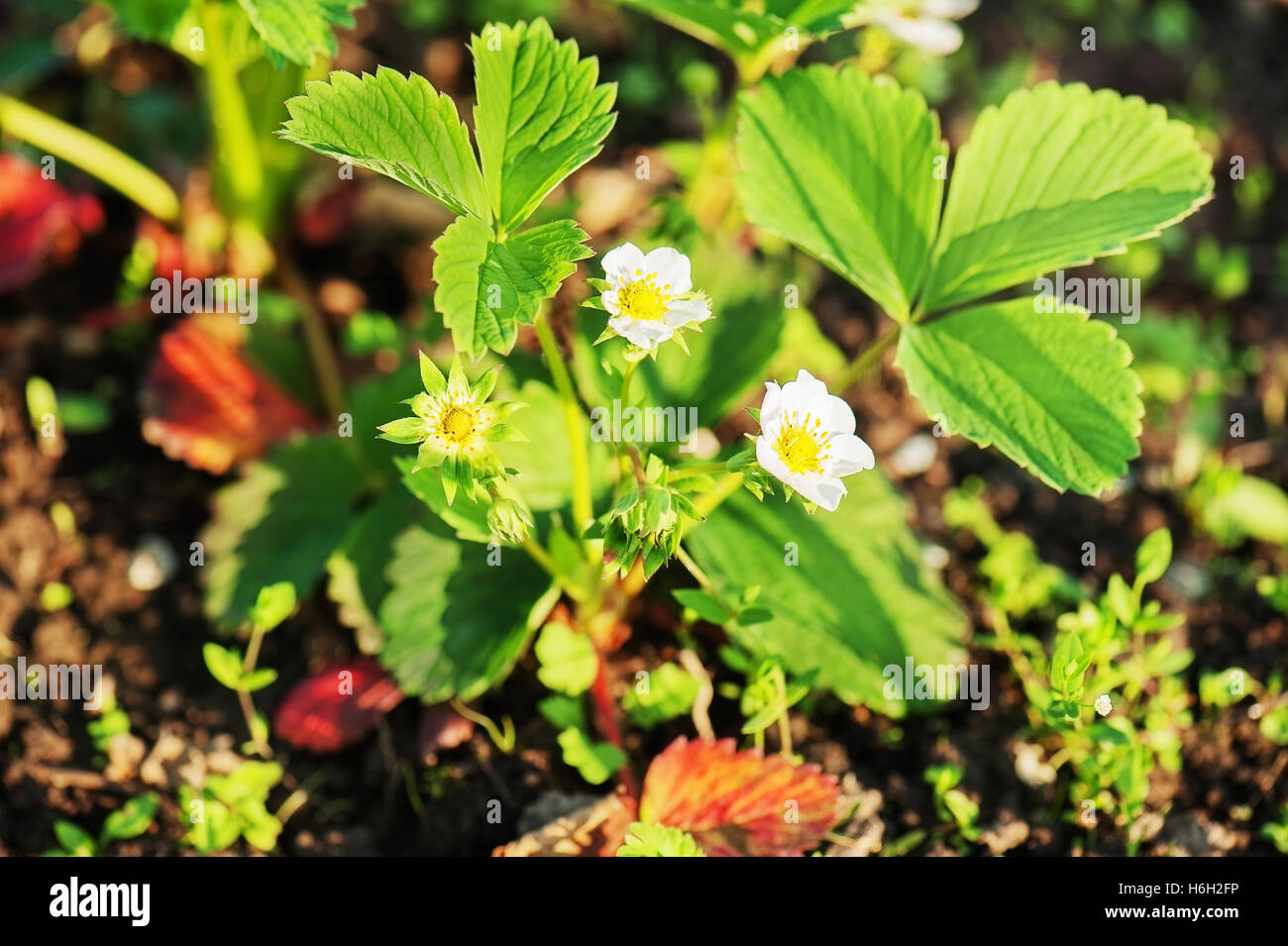 Flowering strawberries fruits in summer garden. Closeup Stock Photo - Alamy