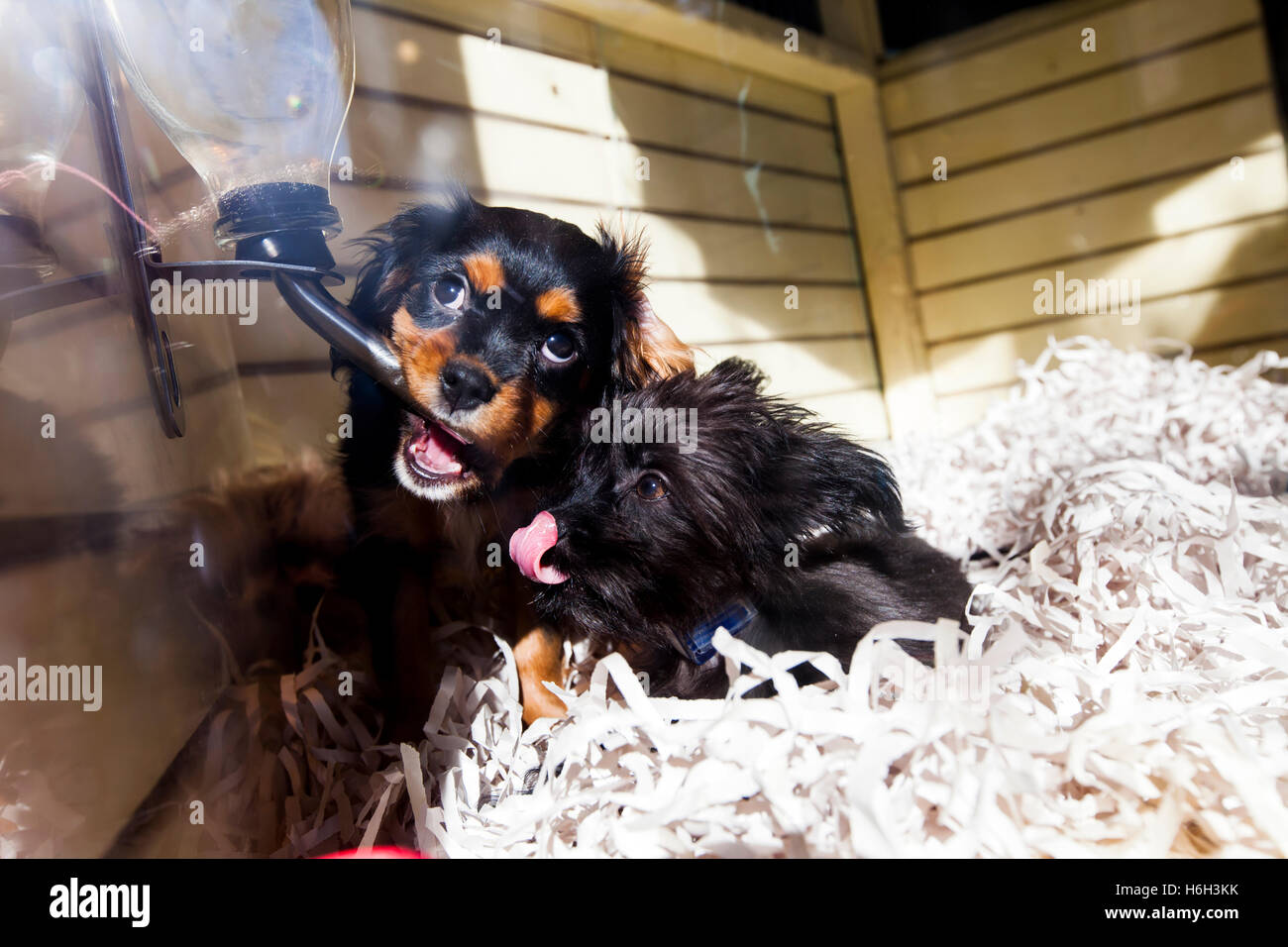 Cute puppies playing with the drinking fountain in a pet store's ...