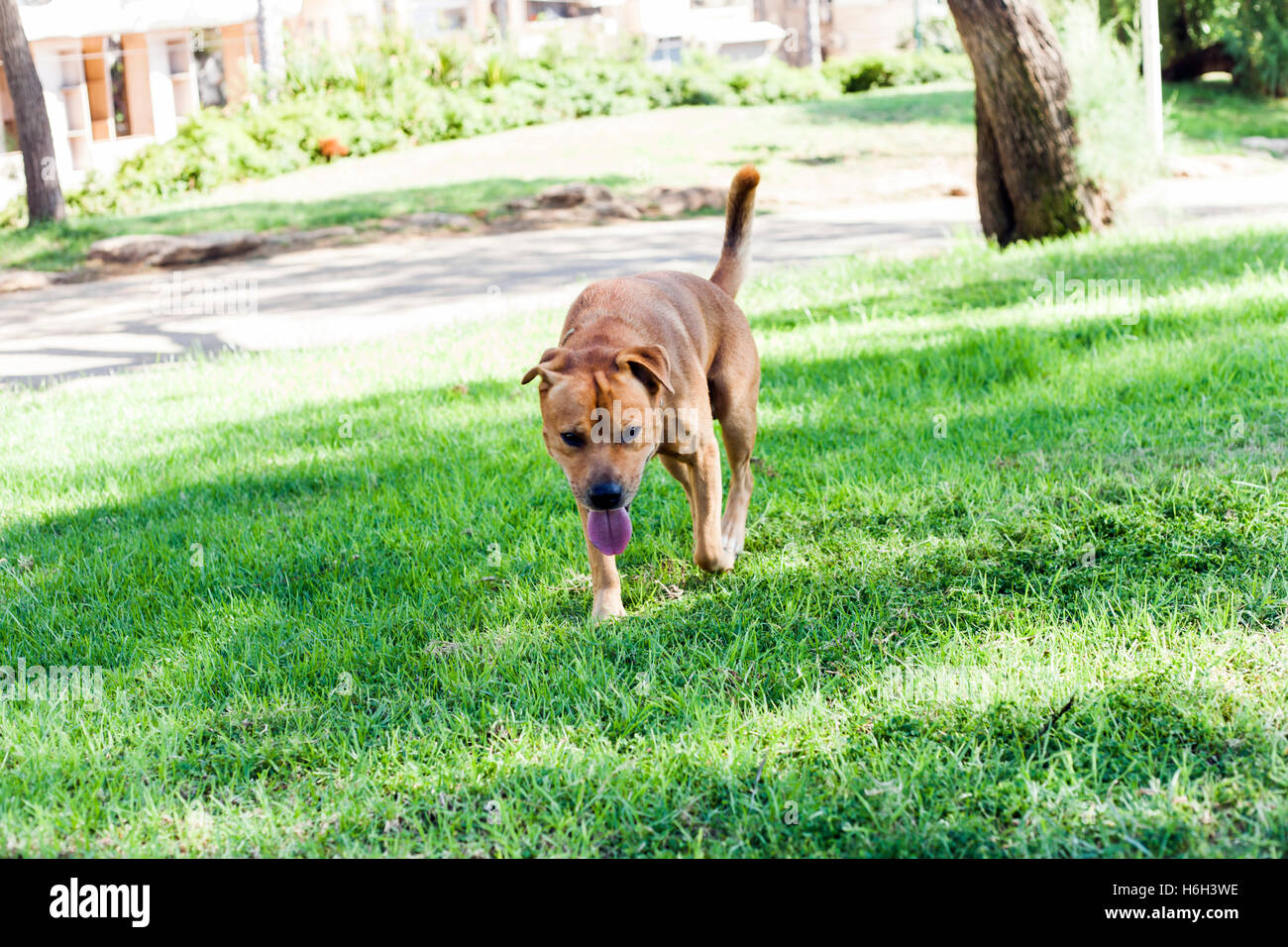 Portrait of a mixed race dog smiling in the park on a sunny day Stock ...