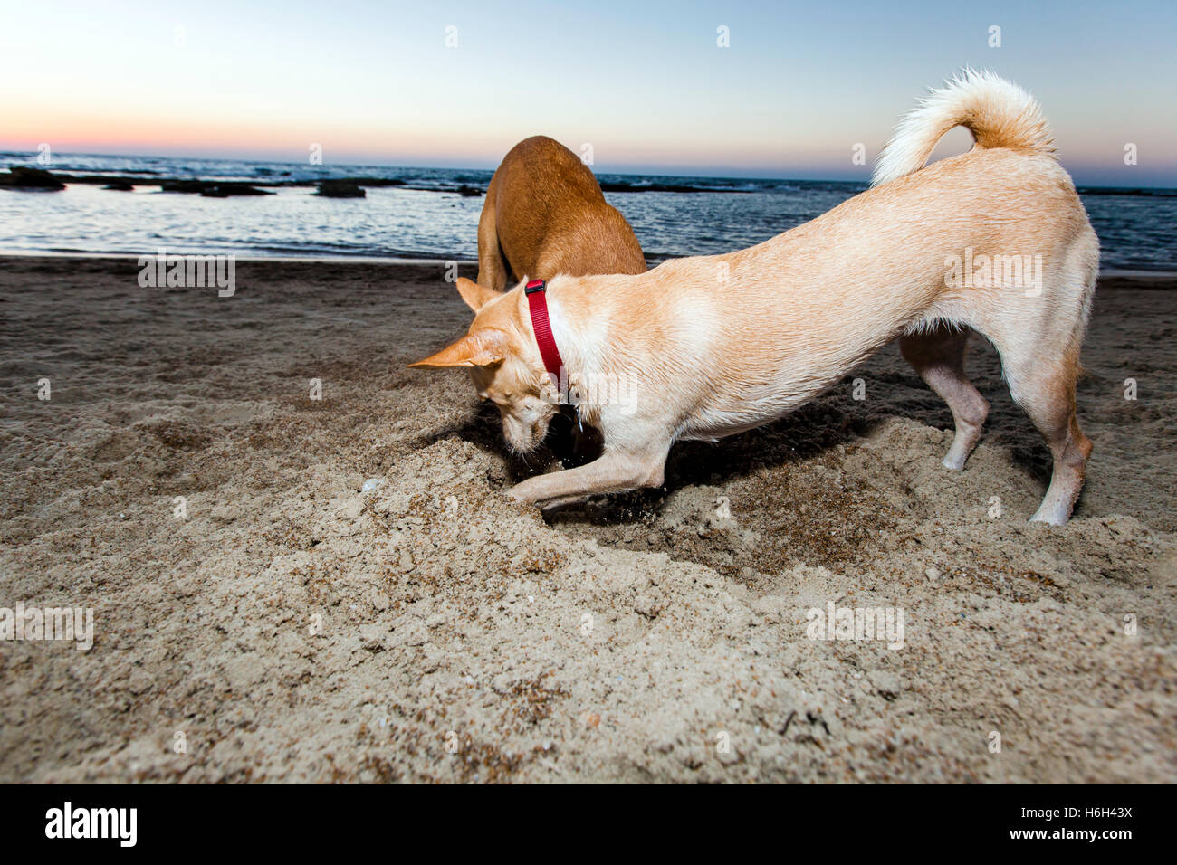 Two dogs digging in the sand on the beach at dusk Stock Photo - Alamy