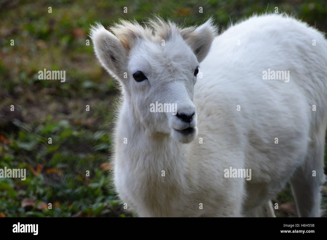 Young Dall Sheep Stock Photo - Alamy