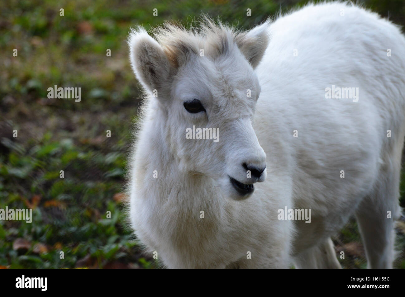 Young Dall Sheep Stock Photo - Alamy