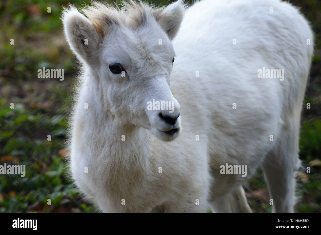 Young Dall Sheep Stock Photo - Alamy