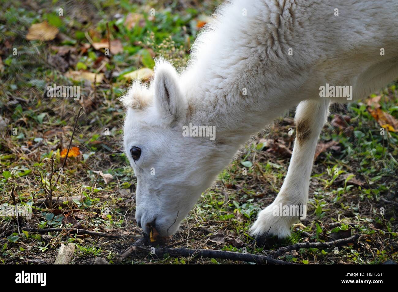 Young Dall Sheep Stock Photo - Alamy