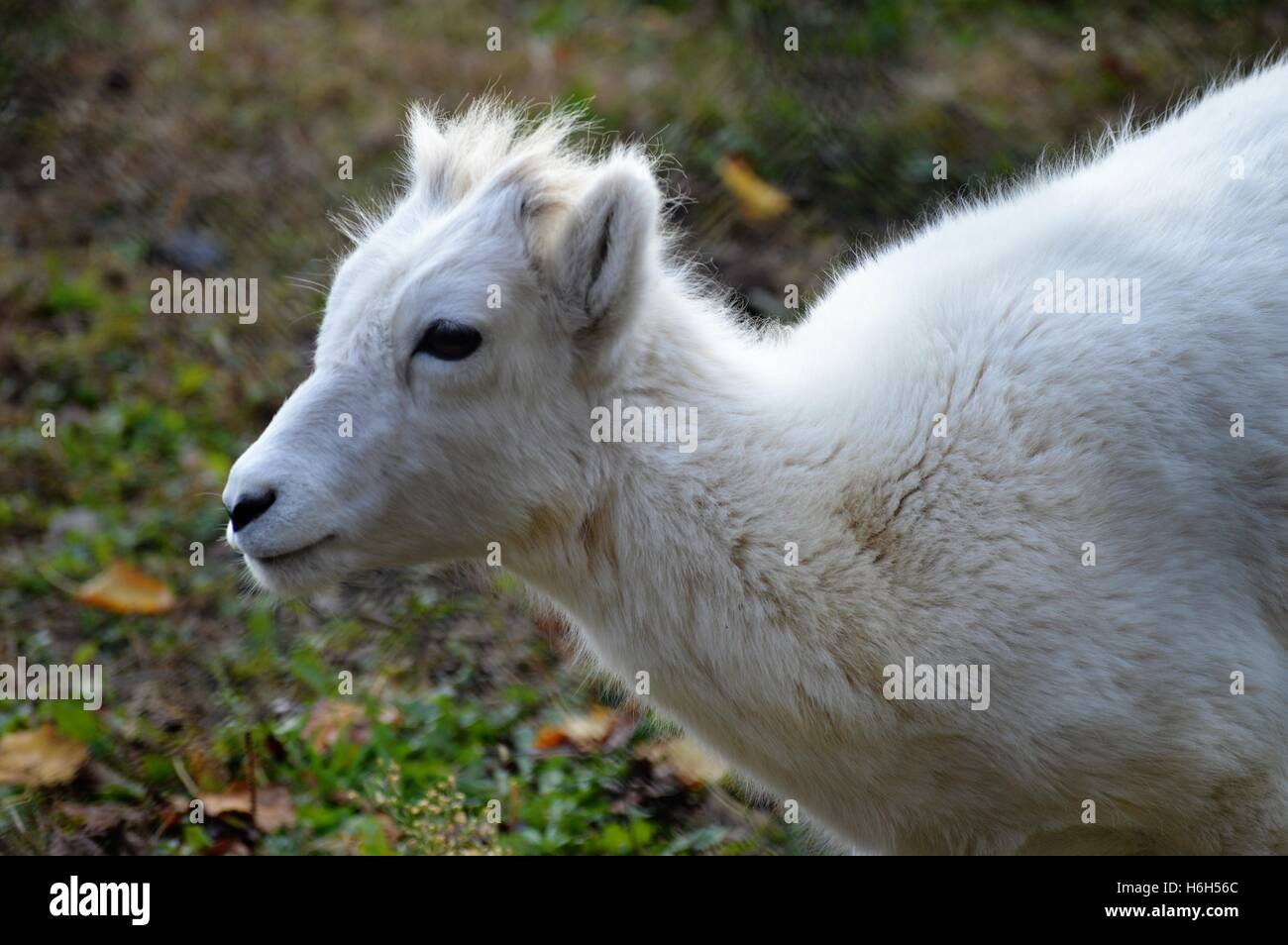 Young Dall Sheep Stock Photo - Alamy
