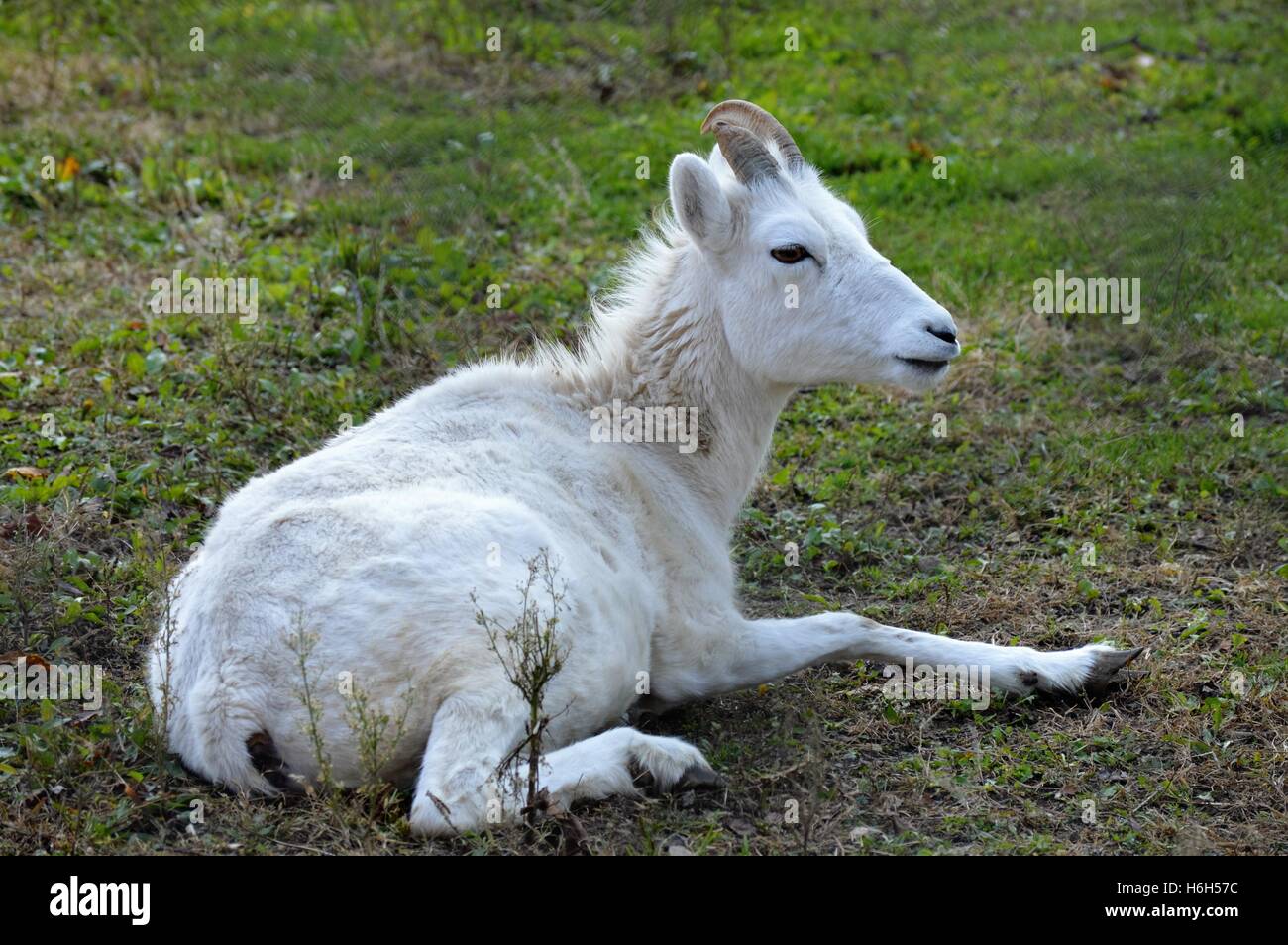 Young Dall Sheep Stock Photo - Alamy