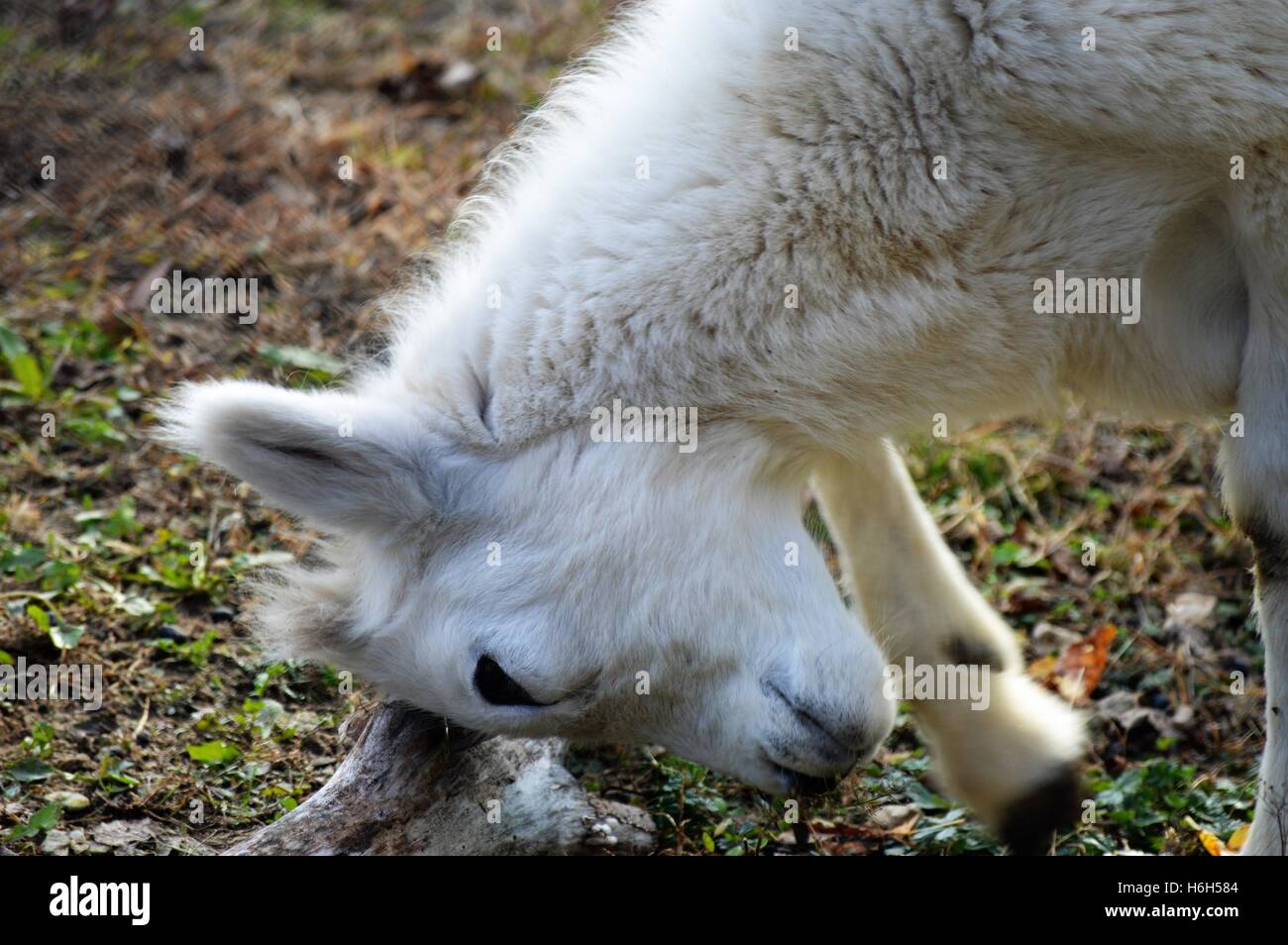 Young Dall Sheep Stock Photo - Alamy