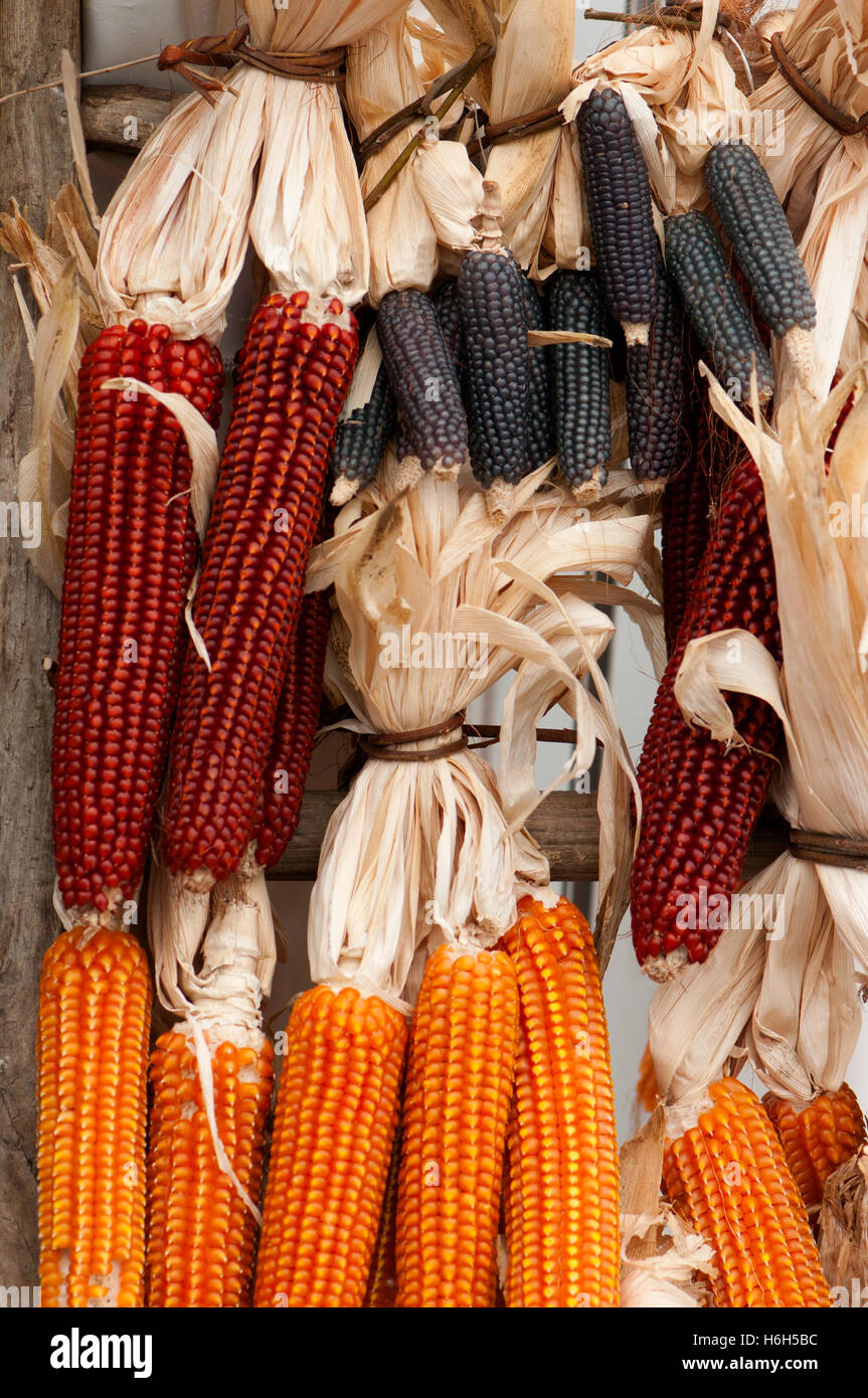 Different corn varieties hi-res stock photography and images - Alamy