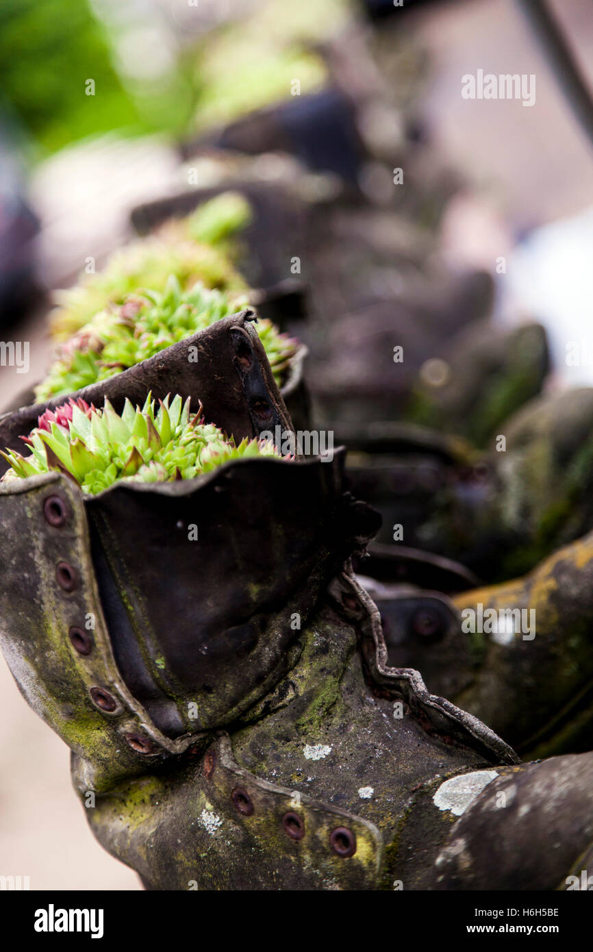 Old army boots serving as planters Stock Photo - Alamy