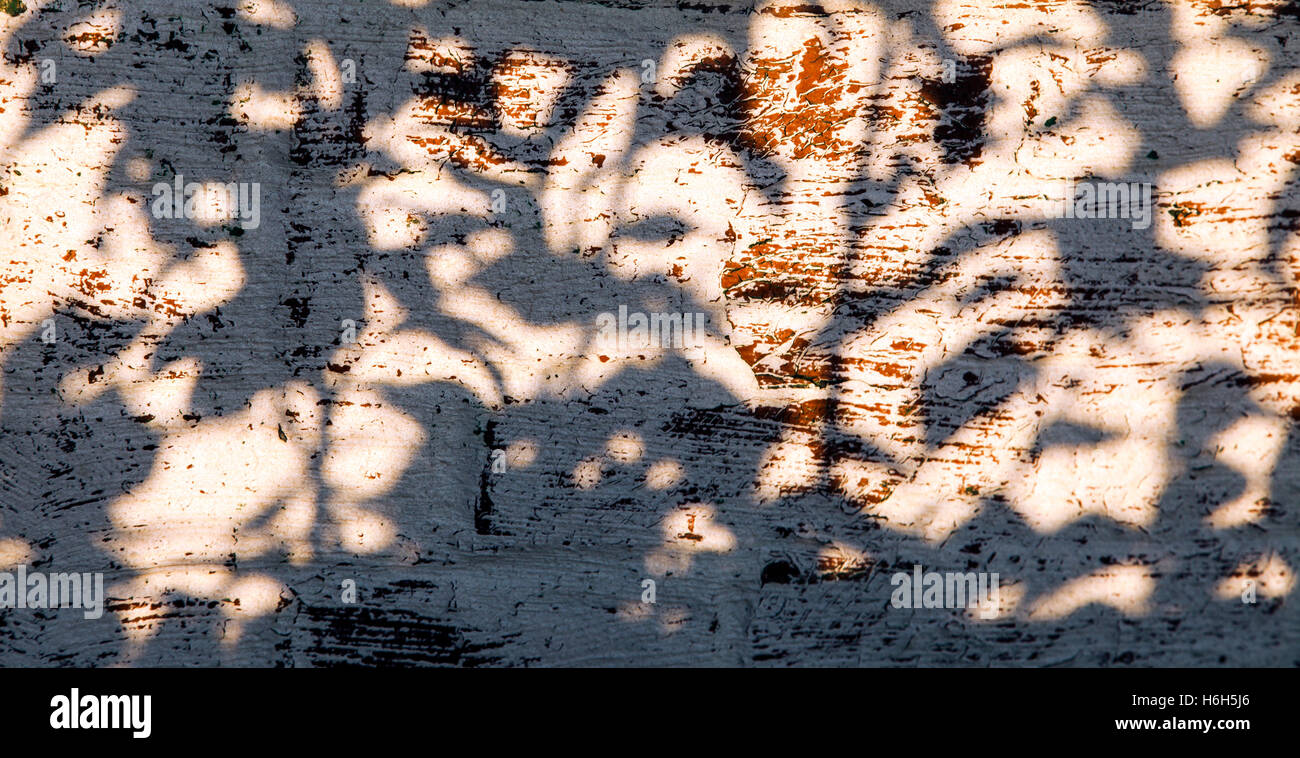 Leaf shadow on tree hi-res stock photography and images - Alamy