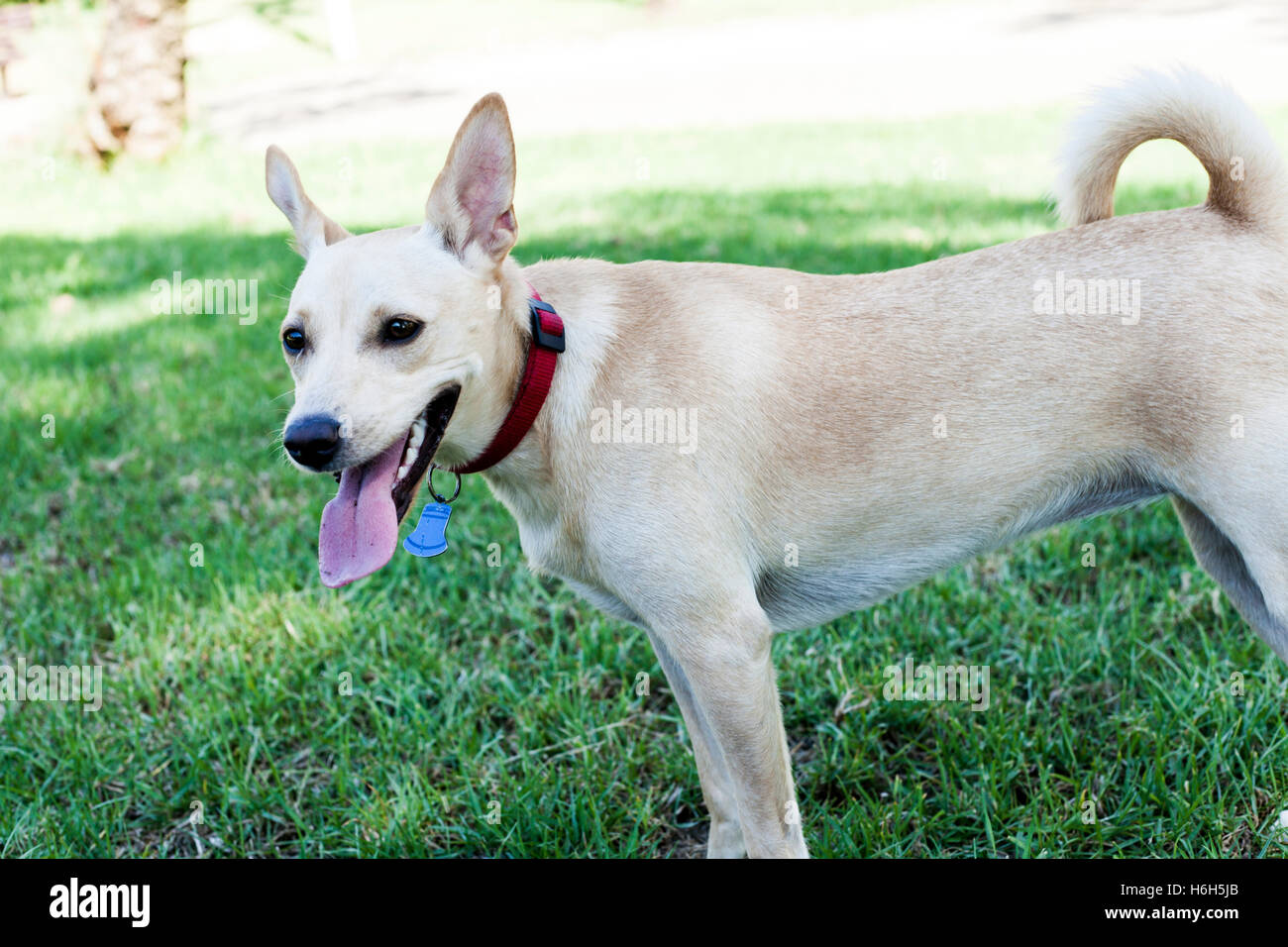 Race dog hi-res stock photography and images - Alamy