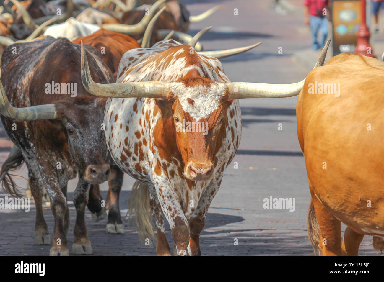 Stampede cattle hi-res stock photography and images - Alamy