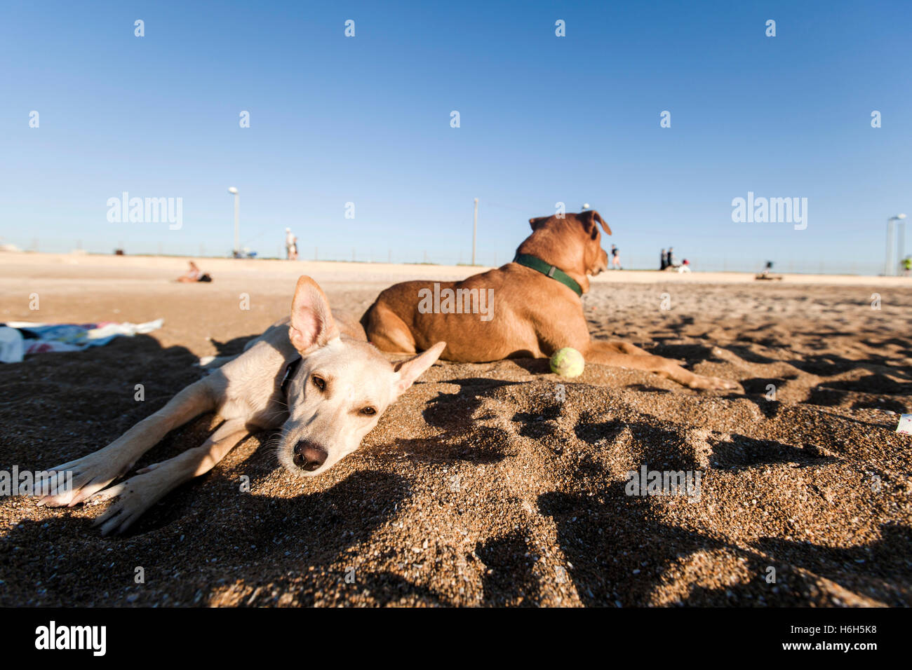 Two dogs sitting on the sand at the beach in the late afternoon ...