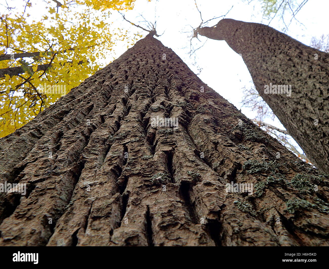 Huge ash tree hi-res stock photography and images - Alamy