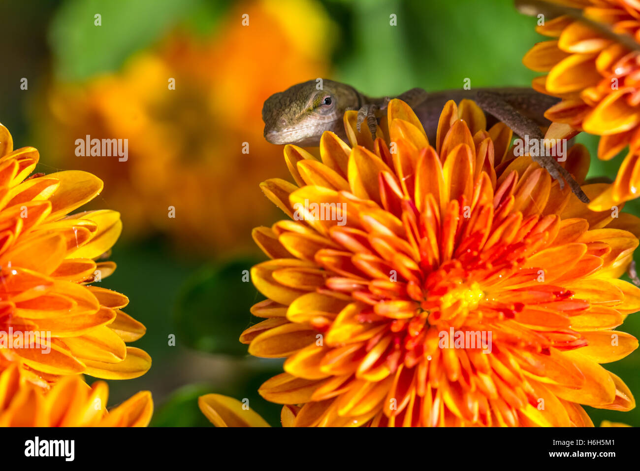 Lizard on a flower Stock Photo - Alamy