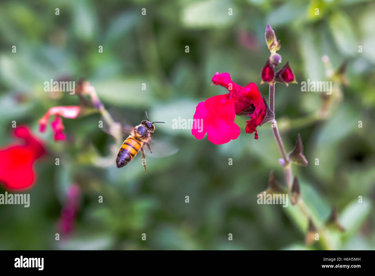 Bee in flight Stock Photo - Alamy