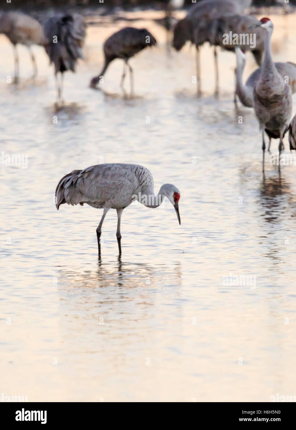 Sandhill Cranes at sunrise, Monte Vista National Wildlife Refuge ...