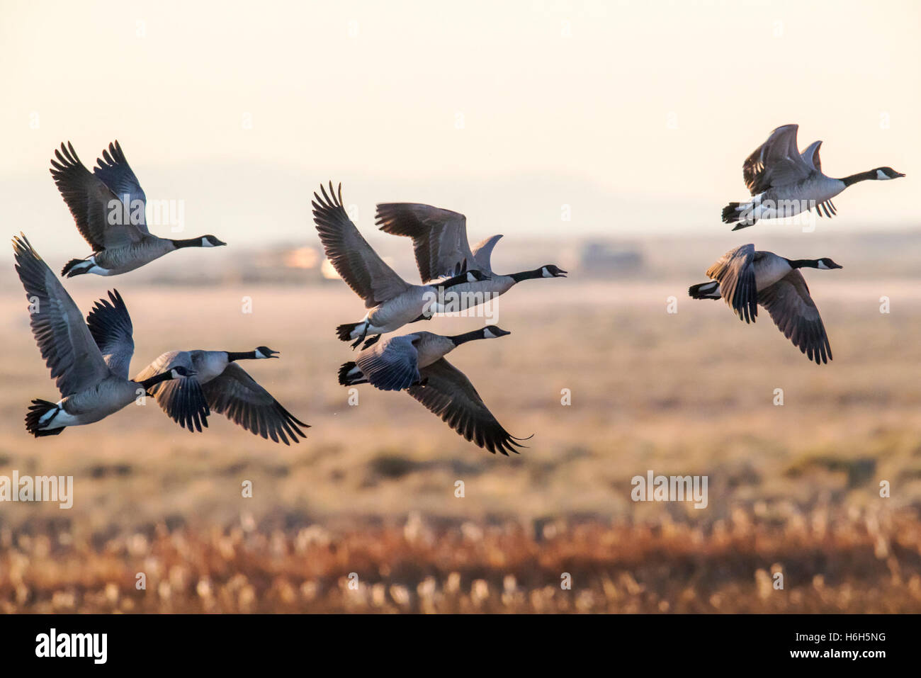 Canadian Geese in flight at sunrise, Monte Vista National Wildlife ...