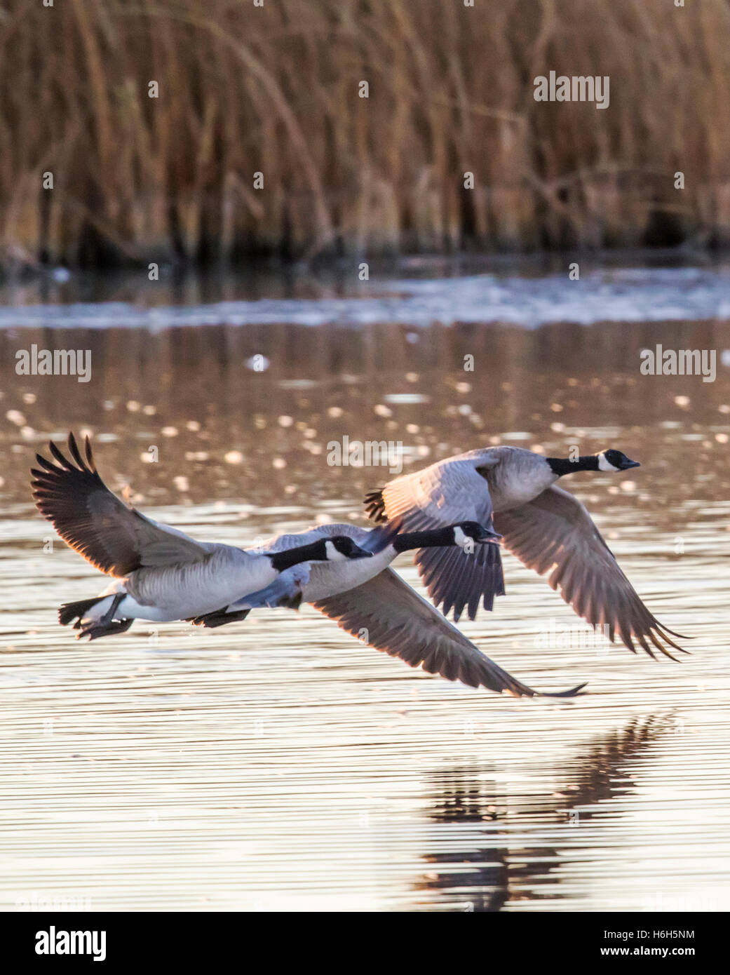 Canada geese silhouette flight hi-res stock photography and images - Alamy