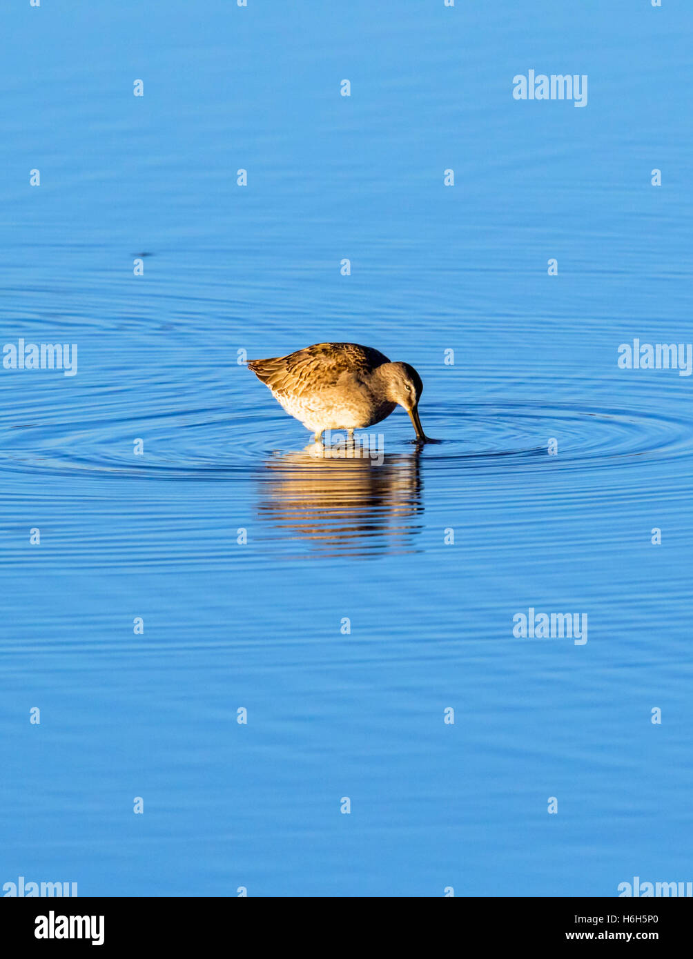 Willets Stock Photos & Willets Stock Images - Alamy