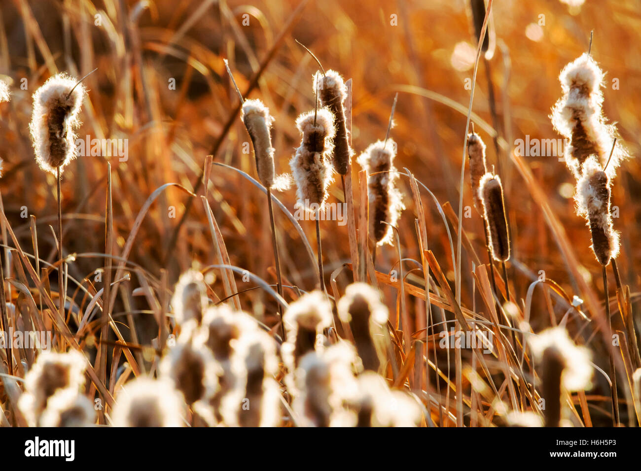 Broad Leaved Cattail High Resolution Stock Photography and Images - Alamy