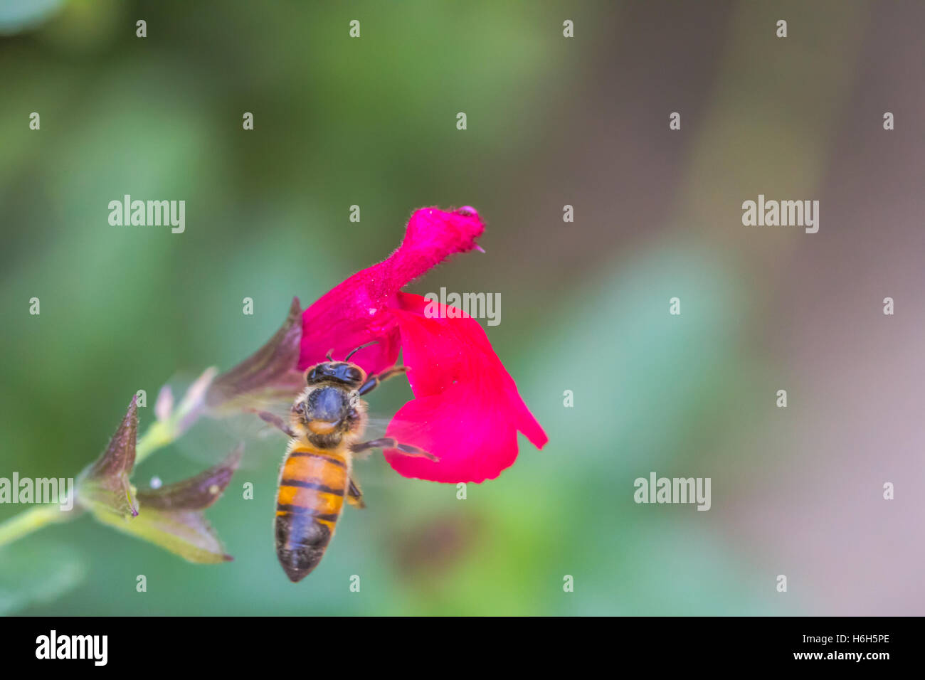 Killer bee stinging hi-res stock photography and images - Alamy