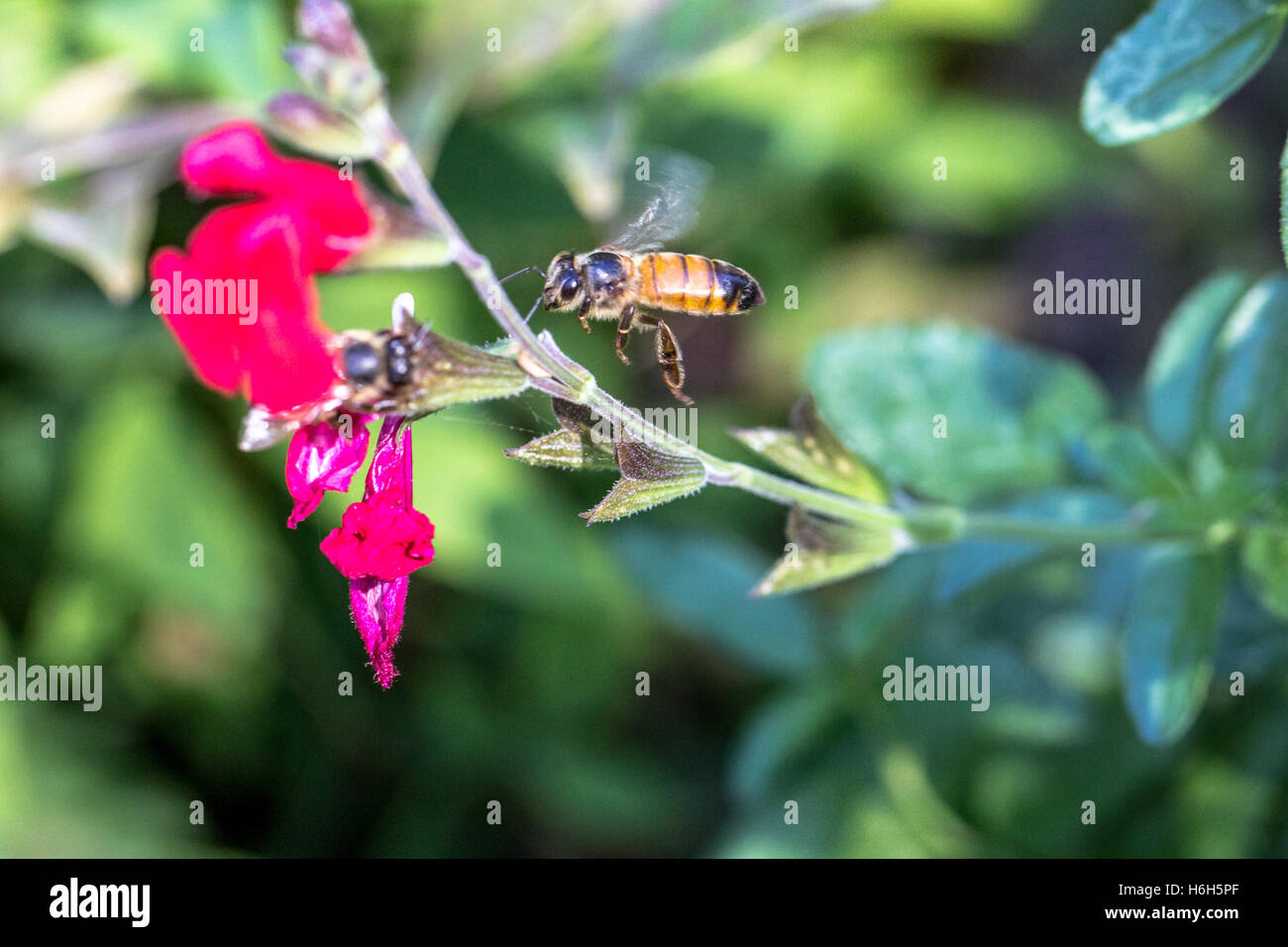 Bees fighting for a flower Stock Photo - Alamy