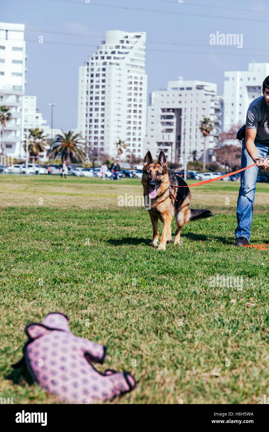 A female German Shepherd dog playing fetch with her owner/trainer on a ...