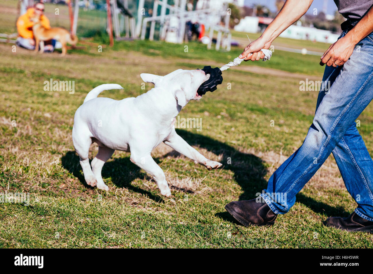 Bull Terrier dog playing tug of war with his human on a sunny day at ...