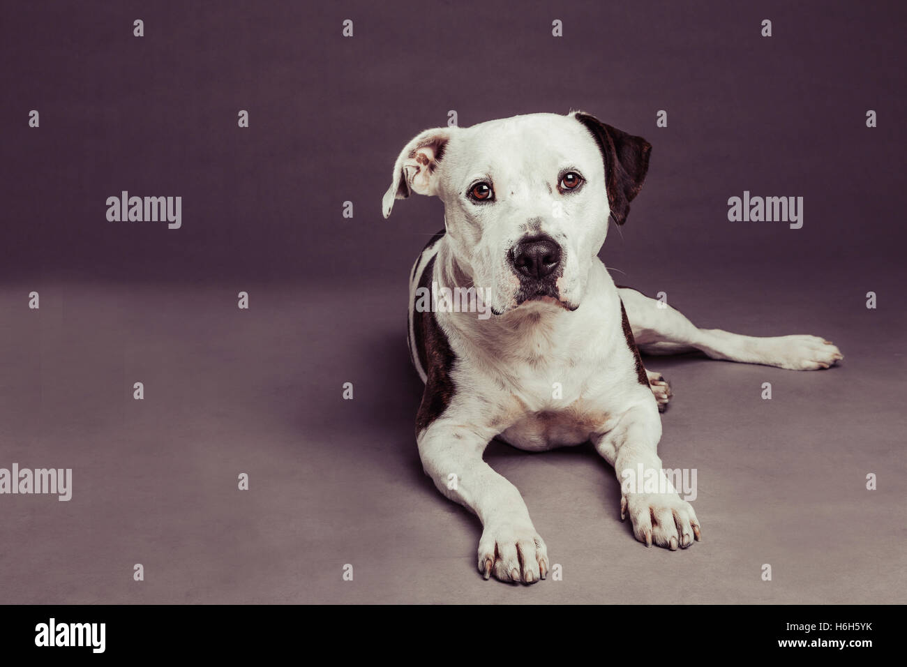 Studio portrait of a Pit Bull dog looking upwards Stock Photo - Alamy