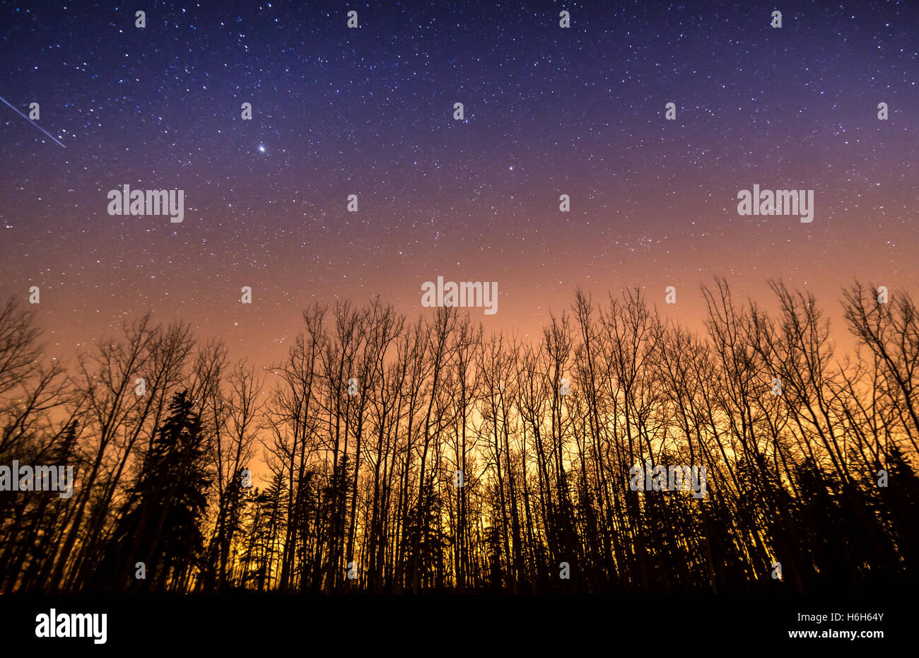 Stars and light pollution above silhouetted tree Stock Photo - Alamy