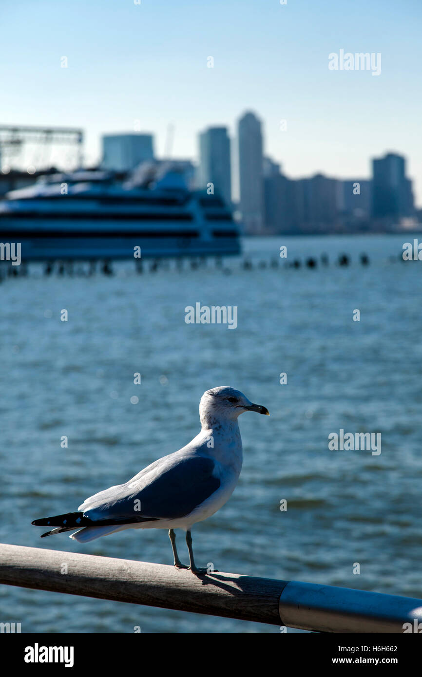 Seagull sitting on a railing by the Hudson River, New-Jersey in the ...