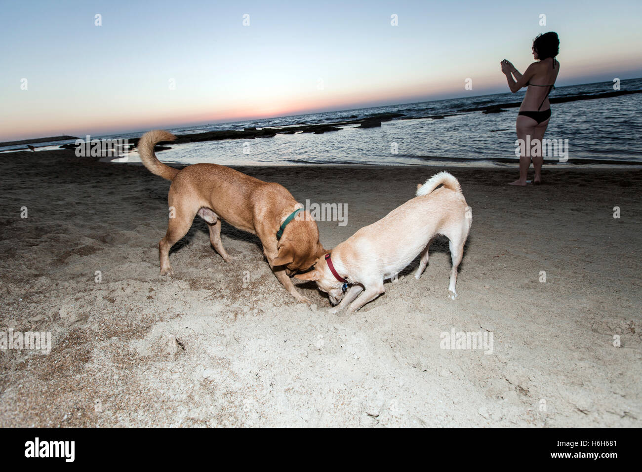 Two dogs digging in the sand on the beach at dusk Stock Photo - Alamy