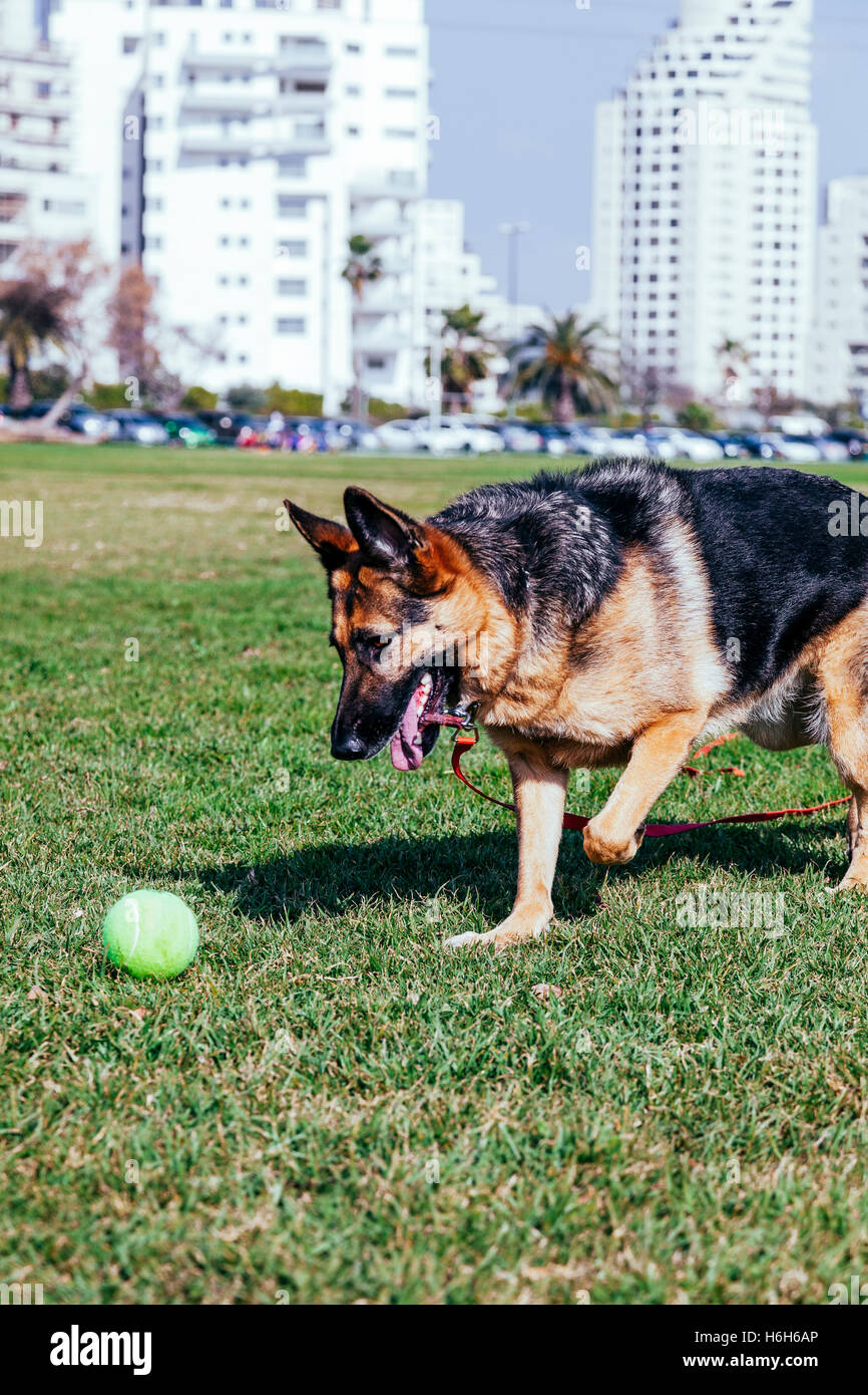 A female German Shepherd dog playing with an oversized tennis ball on a ...