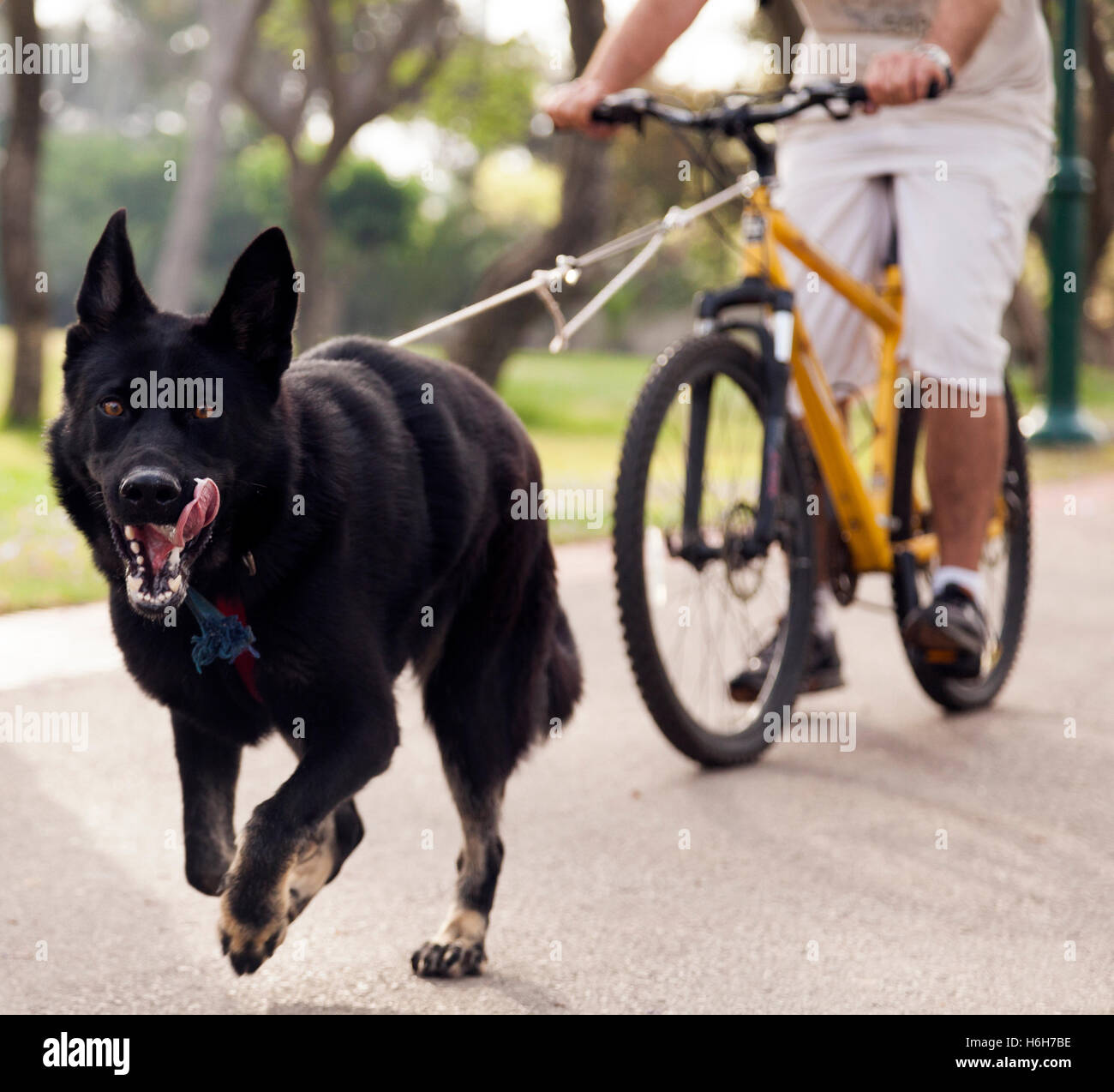 Why Do Dogs Run Behind Bikes