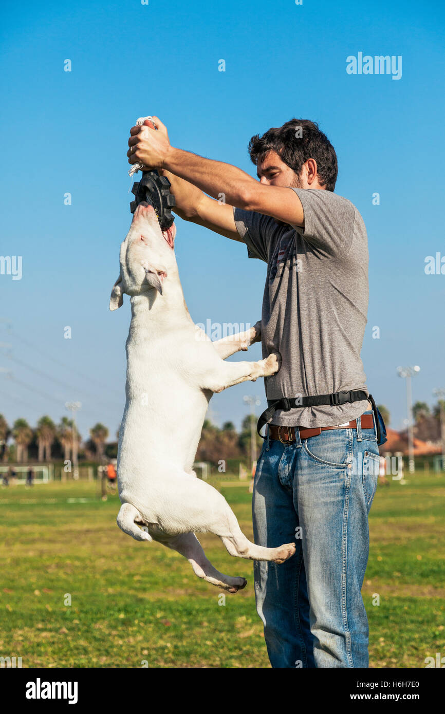 Bull Terrier dog playing tug of war with his human on a sunny day at ...