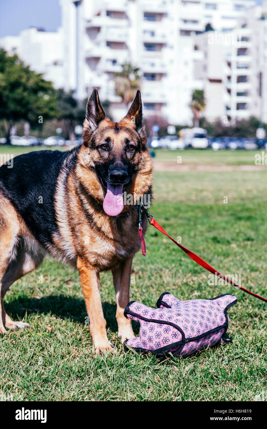 A female German Shepherd dog playing fetch with her owner/trainer on a ...
