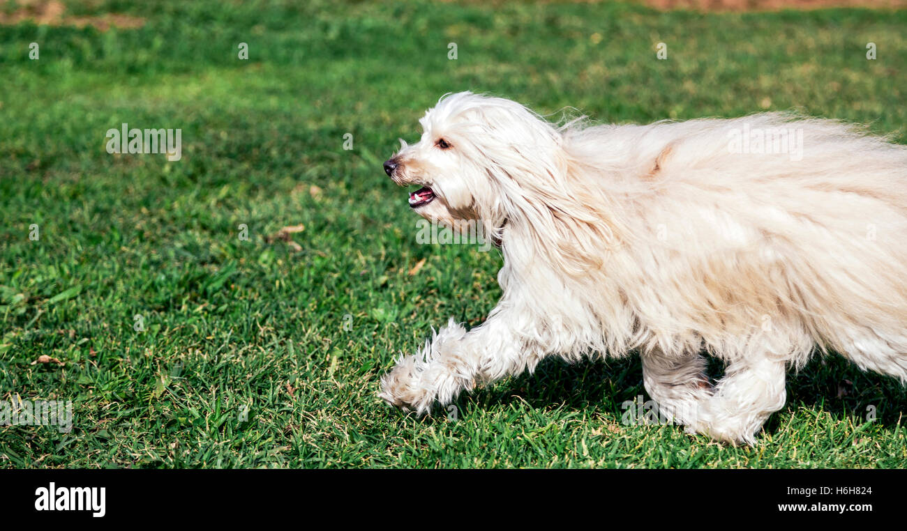 A Toy Poodle running happily on the grass at a park Stock Photo - Alamy