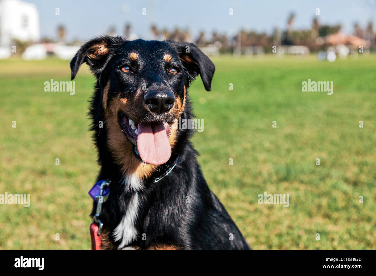 Beauceron with Australian Shepherd dog portrait on a sunny day at an ...