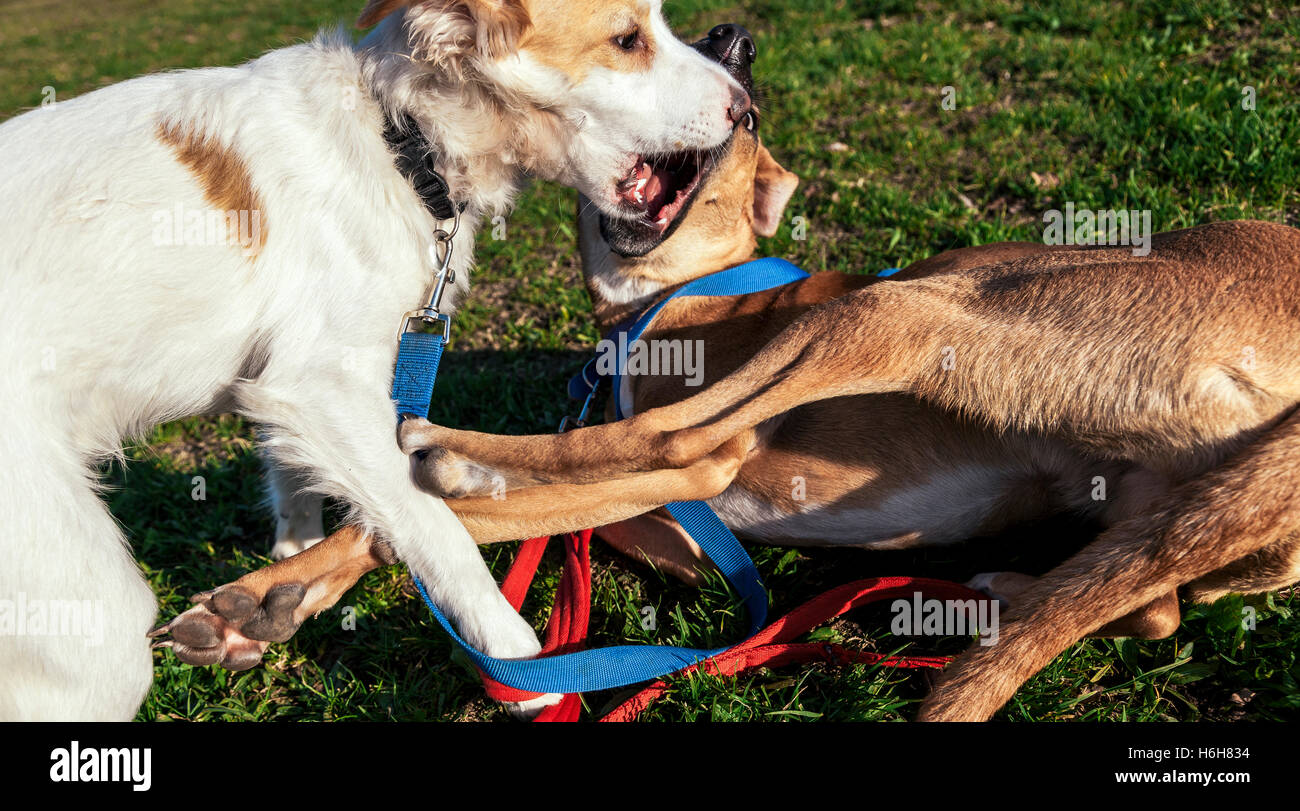 Two mixed breed dogs fight playing on the park's grass Stock Photo - Alamy