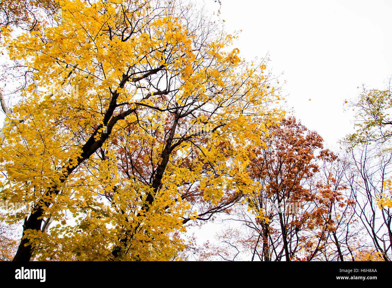 Yellowing tree over lake water in Central Park, New-York. Autumn Time ...