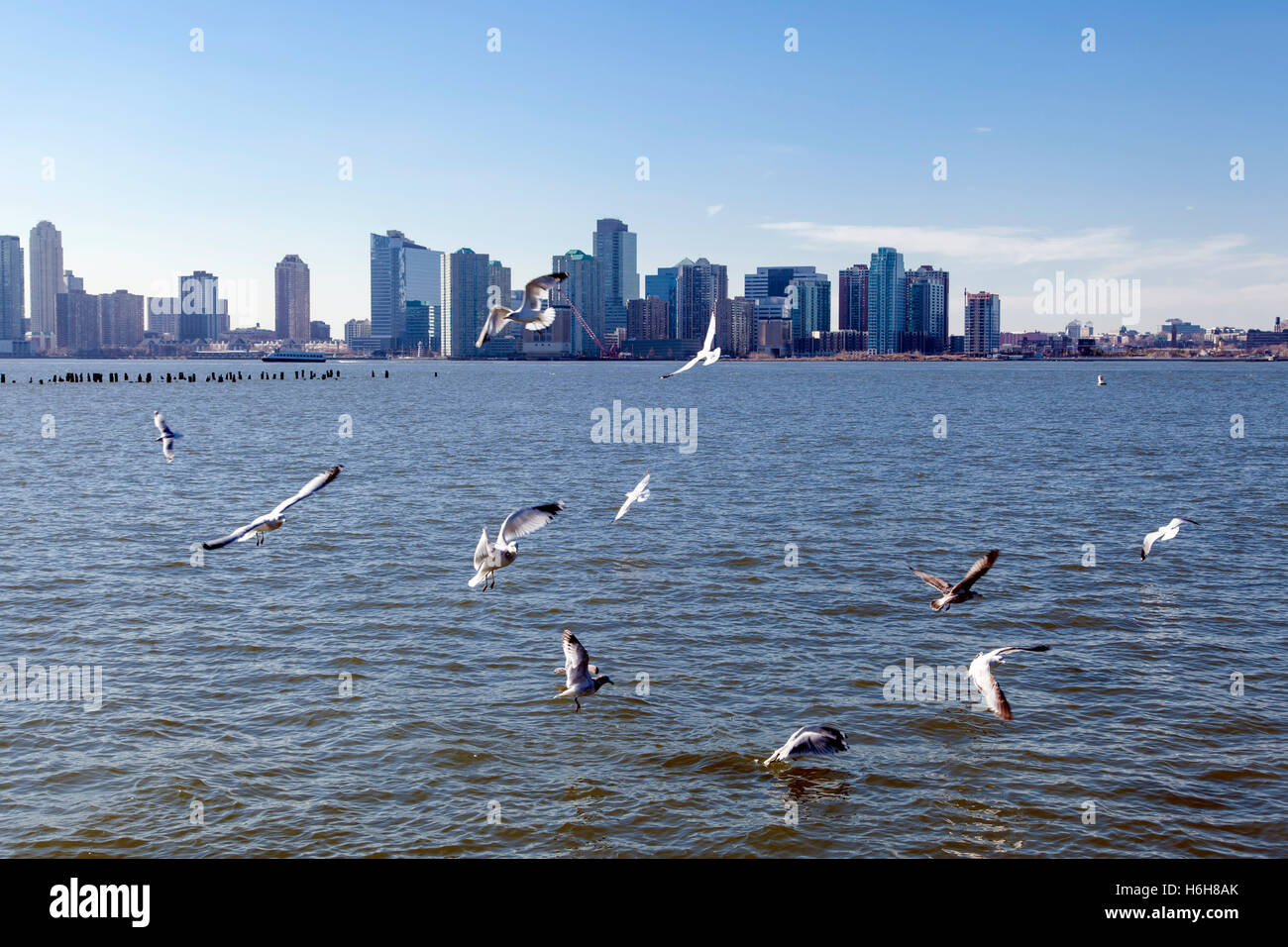Seagulls flying over the Hudson River, with the New-Jersey skyline in ...