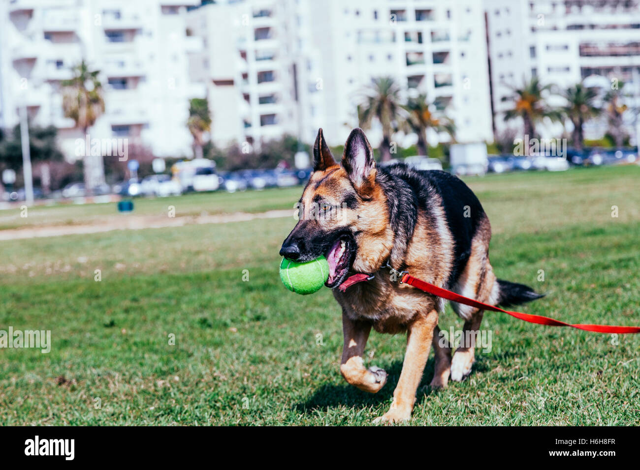 A female German Shepherd dog playing with an oversized tennis ball on a ...