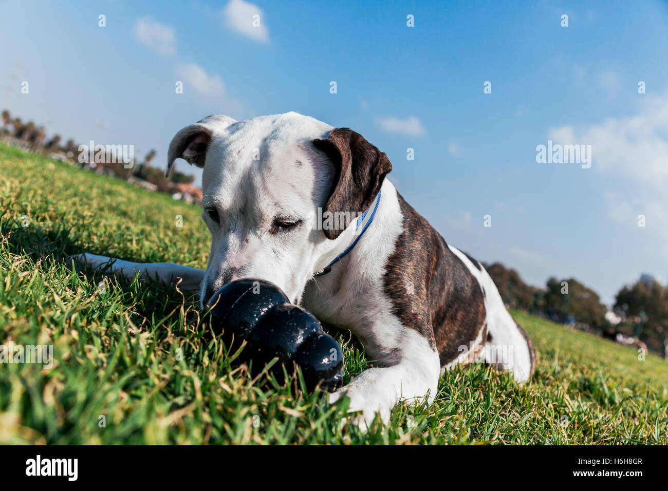 An adorable Pit Bull dog playing with his toy on the park's lawn on a ...