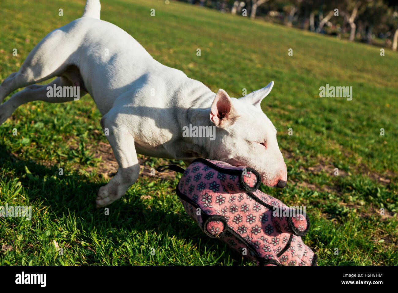 Bull Terrier dog playing with a plush toy pig on a sunny day at the ...