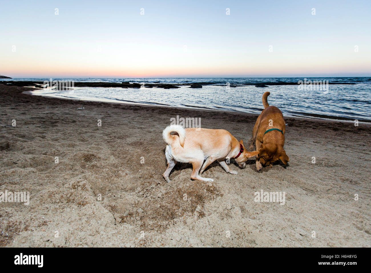 Dogs digging in the sand hi-res stock photography and images - Alamy