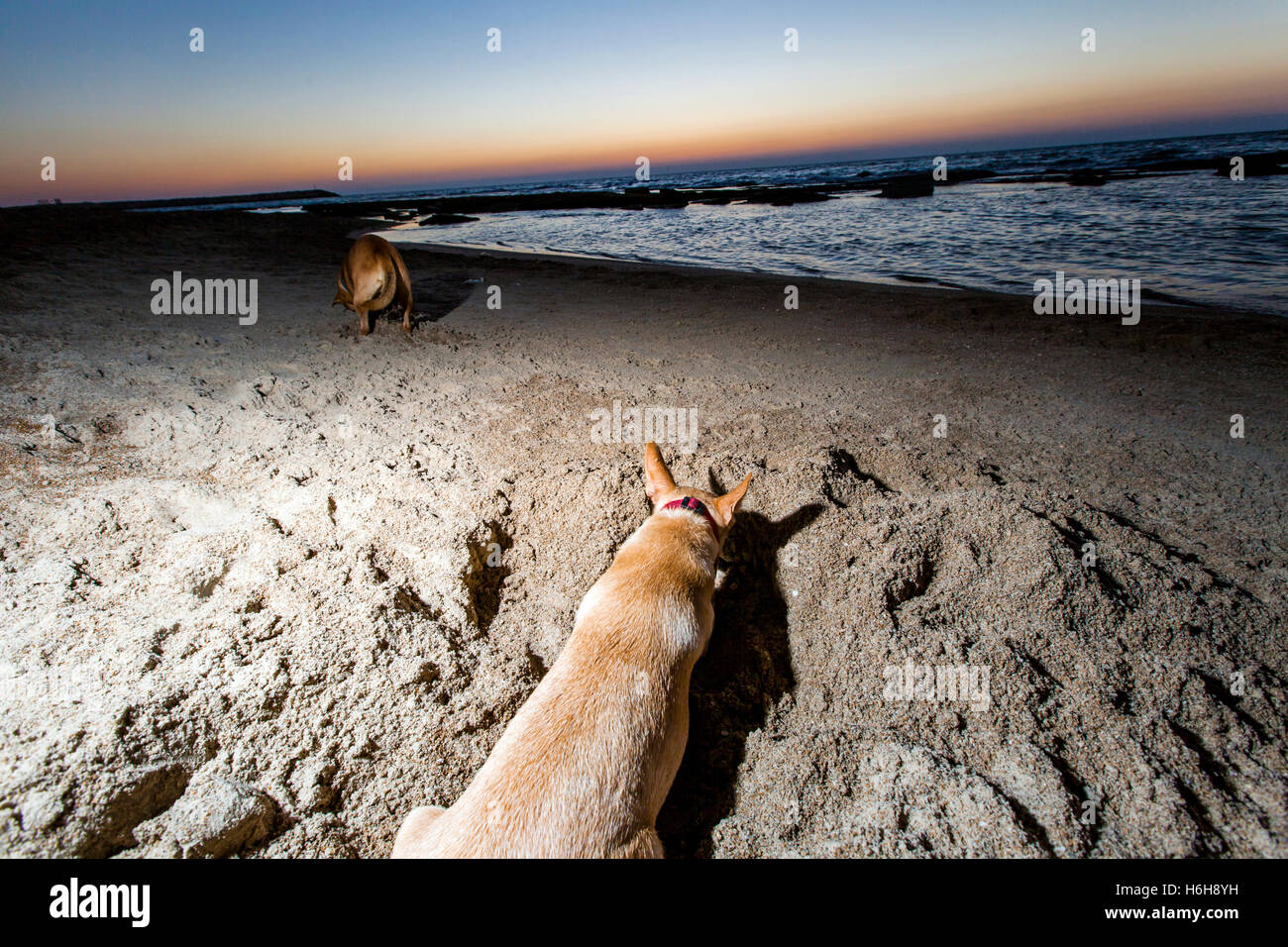 Two dogs digging in the sand on the beach at dusk Stock Photo - Alamy