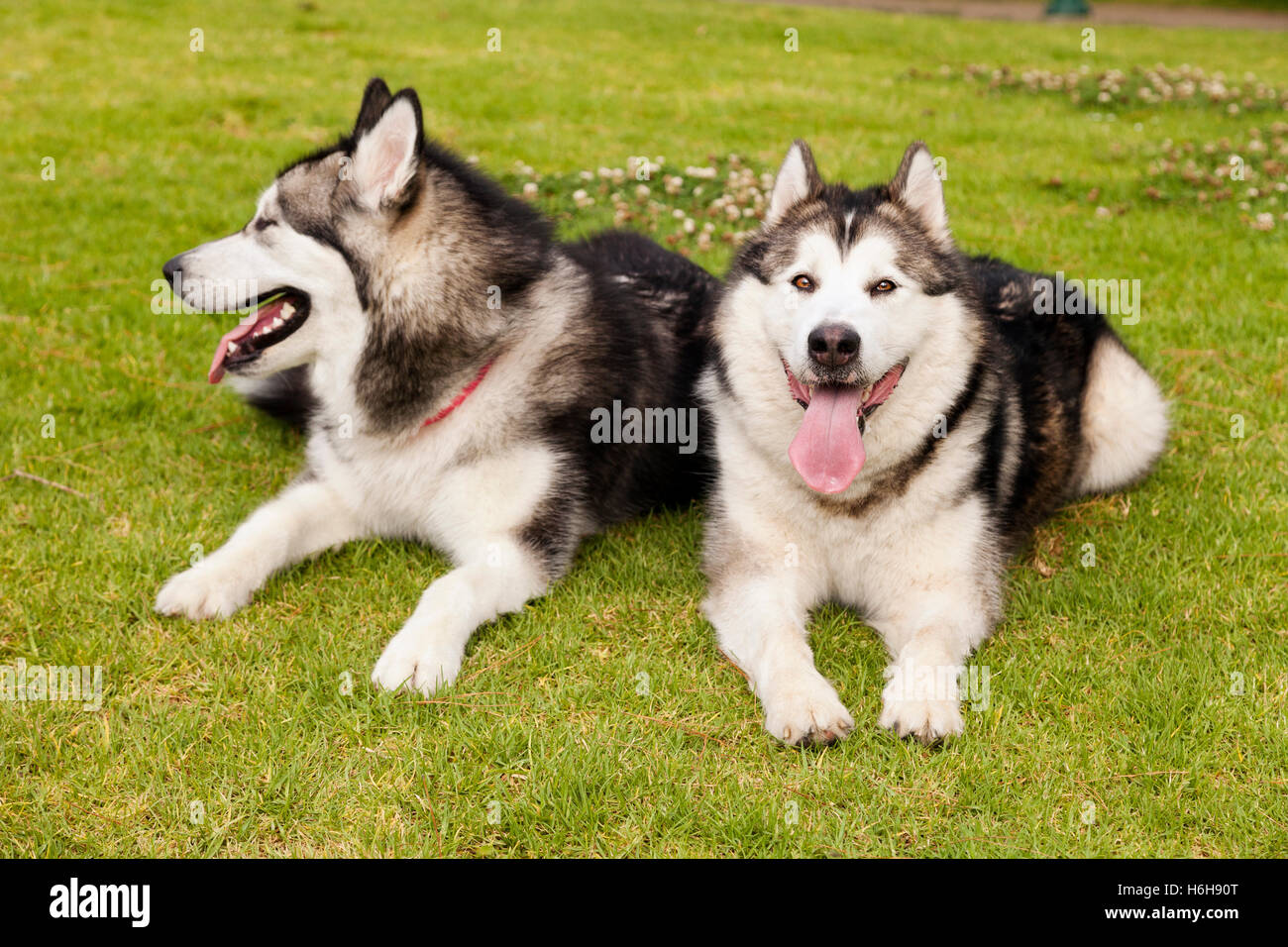 Female Alaskan Malamute